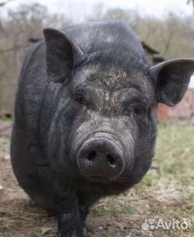 Вьетнамский вислобрюхий хряк