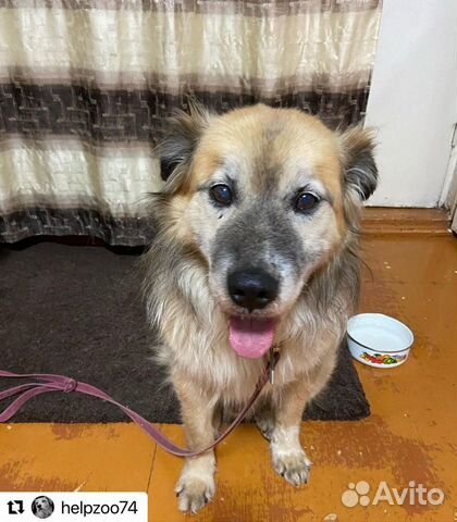 Собака в добрые руки