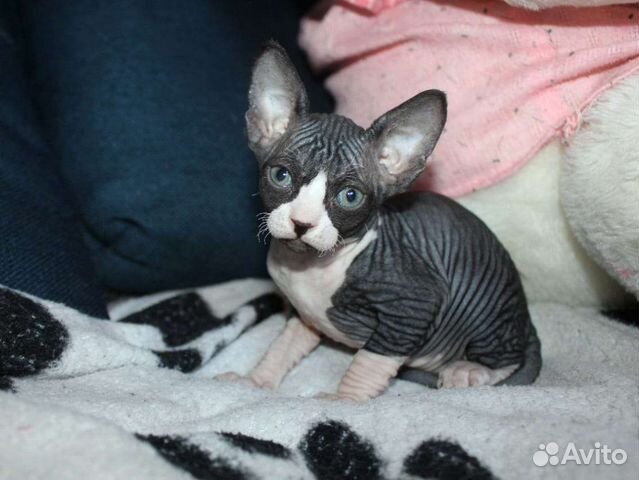 Канадский сфинкс