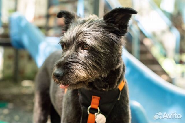 Броша ищет дом