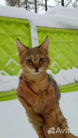 Кошка