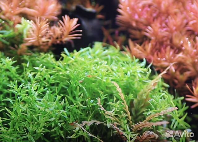 Аквариумные растения.Аквалеон