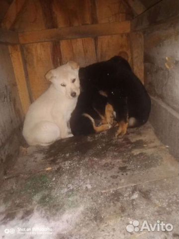 Бездомные щенята