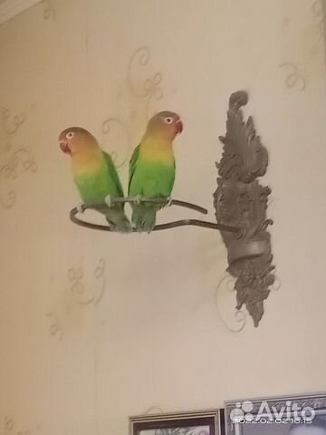 Попугай неразлучники продам
