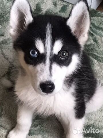 Разноглазый Мальчик Хаски