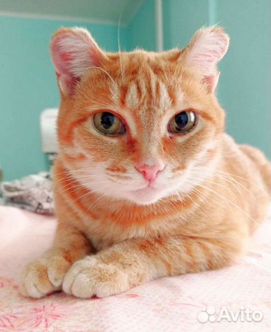 Кошка в дар