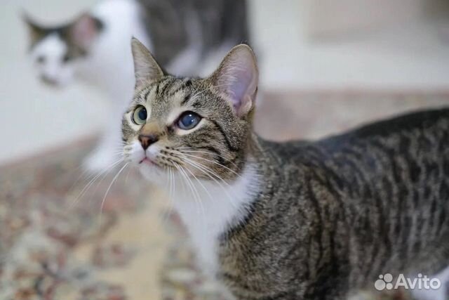 Молодой котик ищет дом