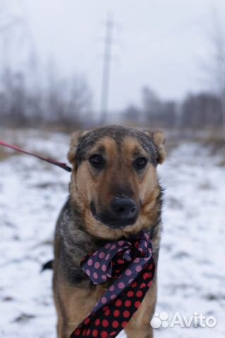 Девочка с чудесным именем-Комета в добрые руки