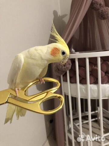 Попугай корелла с клеткой и аксессуарами