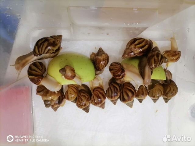 Улитка