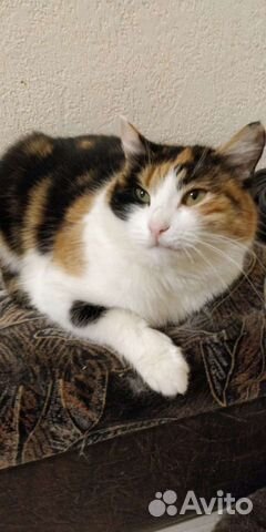 Кошка Мальва ищет дом