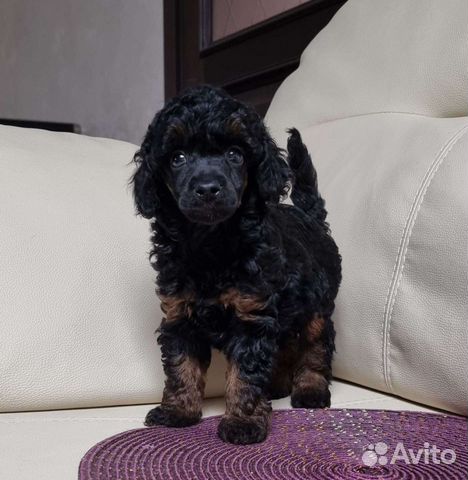 Мальчики миниатюрного пуделя