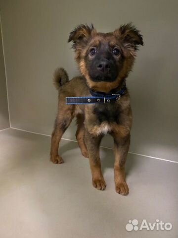 Щенок в добрые руки