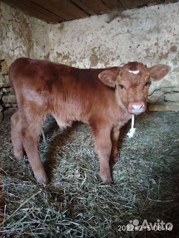 Домашний Бычок