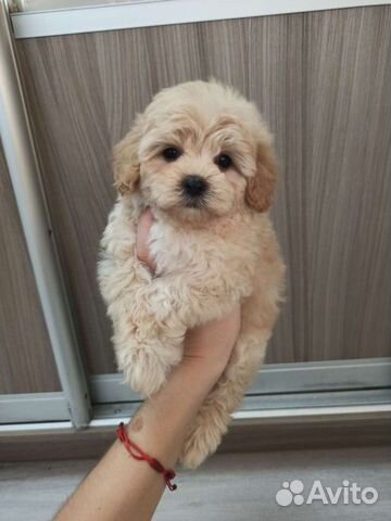 Мальтипу Ф1 девочка карамелька