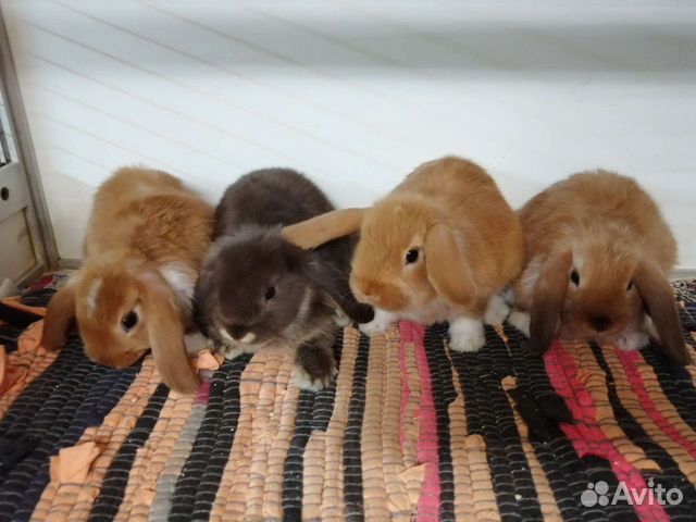 Карликовые крольчата мальчики