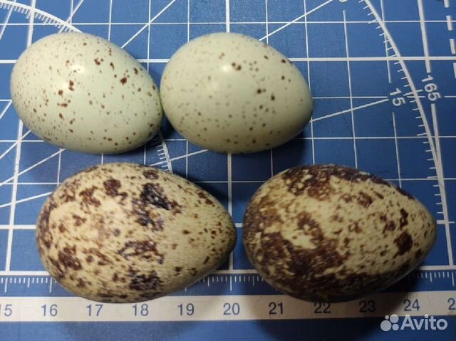 Ия перепелов Селадон