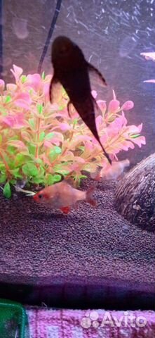 Барбусы бесплатно