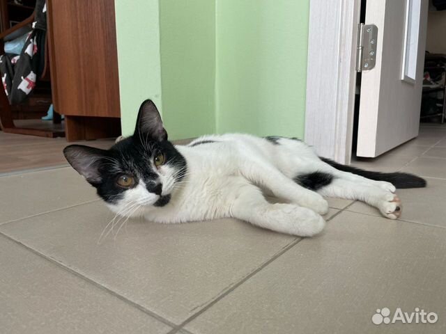 Котенок Борис