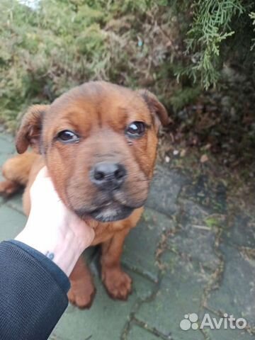 Собаки бесплатно в добрые руки