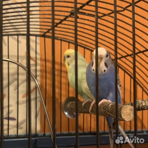 Волнистые попугайюи в добрые руки с клеткой