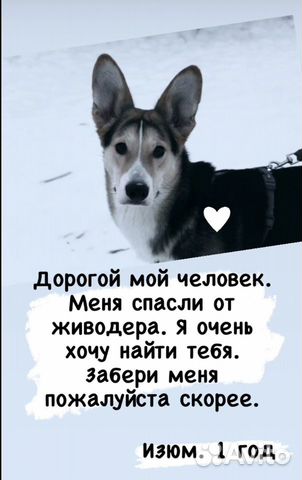 Собака в добрые руки