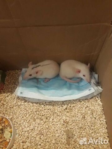 Крысята Дамбо бесплатно