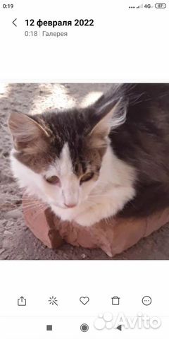 Нужна помощь в поиске котика