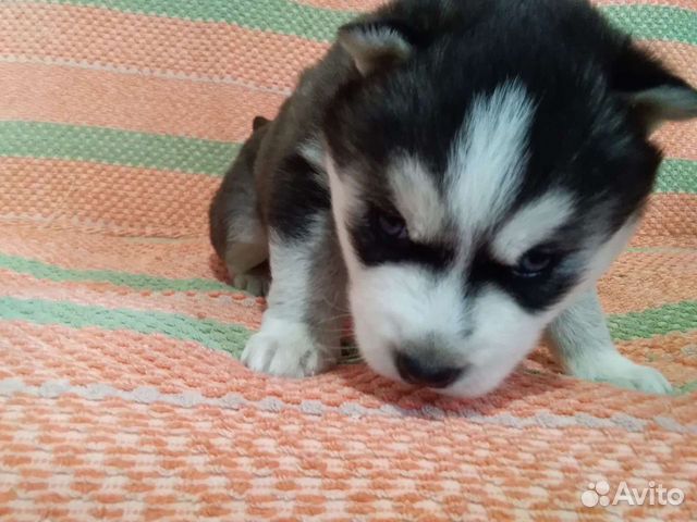 Домашние животные