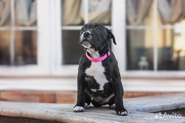 Шикарный щенок стаффи