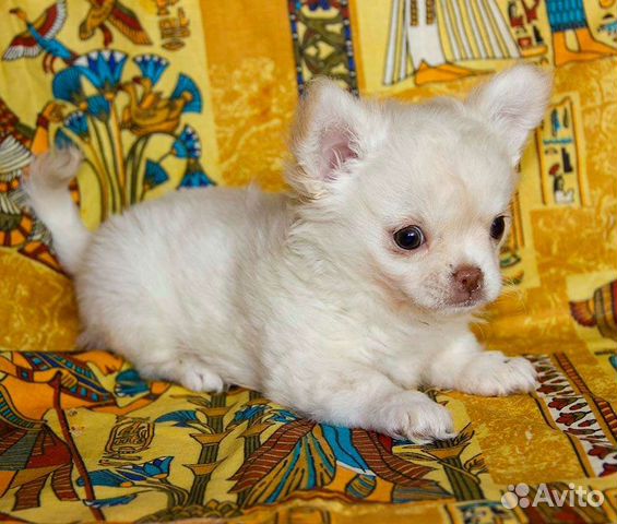 Кремовая красотка стандартного размера