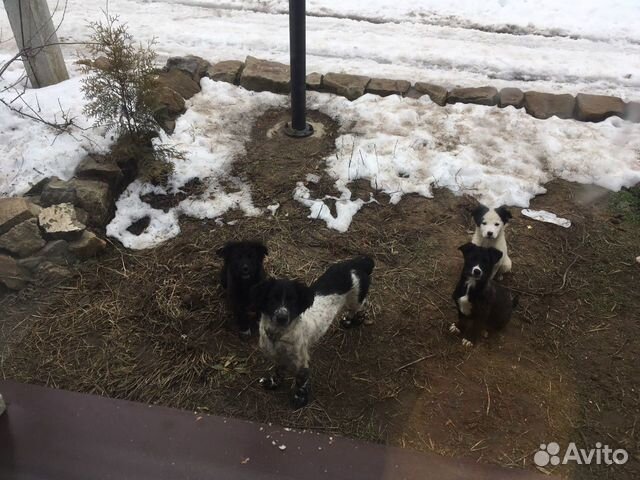 Отдам щенков спаниэля в добрые руки