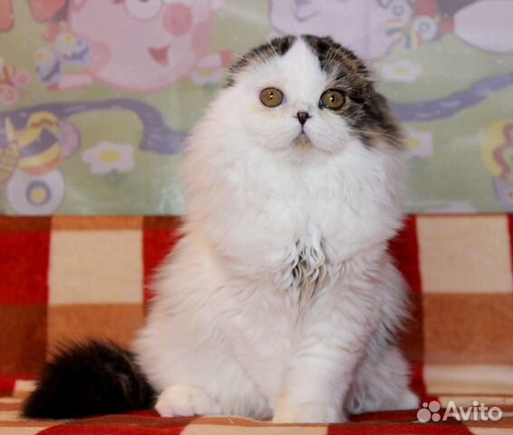 Шотландская вислоухая Валентин