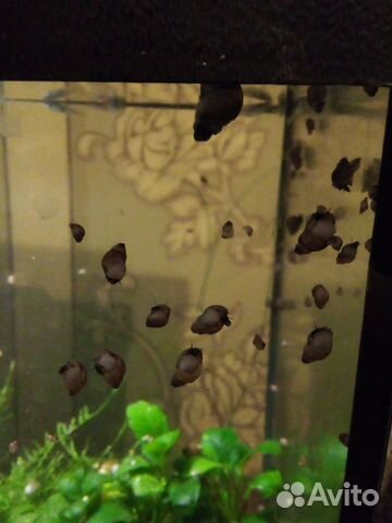 Отдам в дар аквариумных улиток Мелания гранифера
