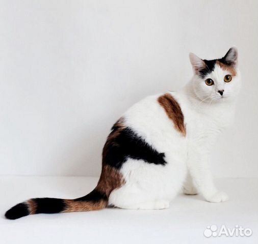 Кошка Линда ищет родителей