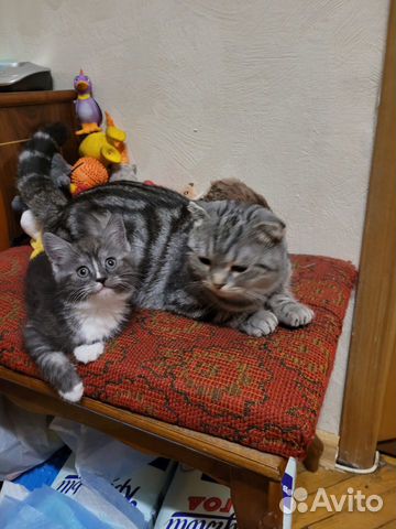 Шотландские котята