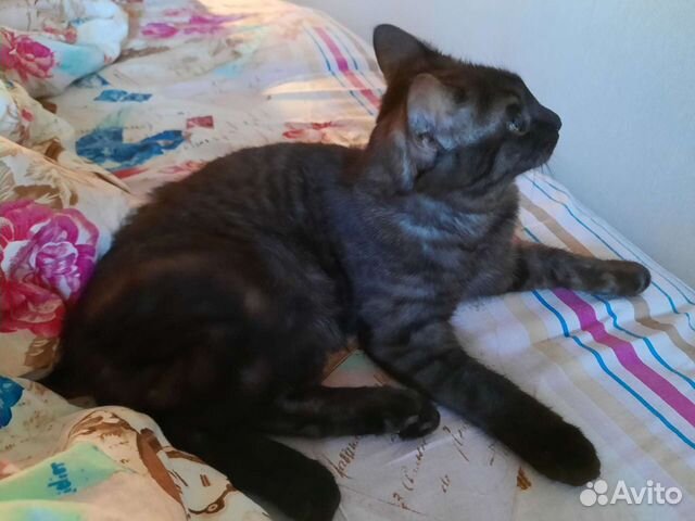 Шотландская кошка