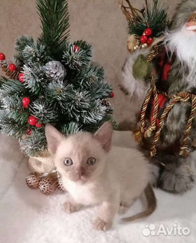 Бурманские шоколадки