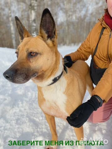 Собака в добрые руки. Срочное пристройство