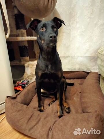 Маленькая собака в добрые руки