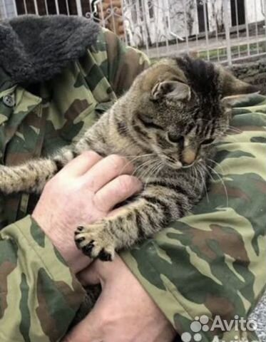 Маленький тигрёнок