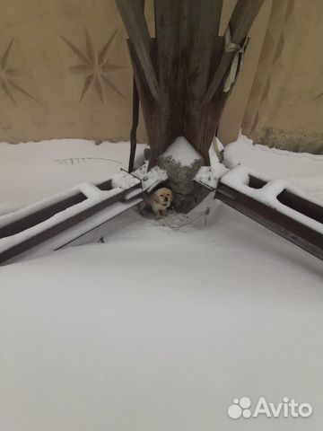 Отдам в хорошие руки собаку