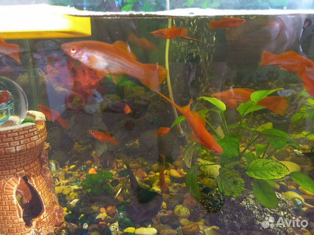 Рыбки меченосцы