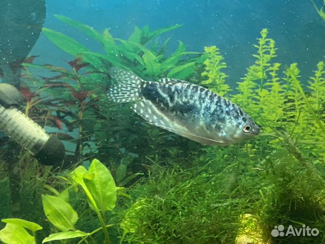 Гурами мраморный самка