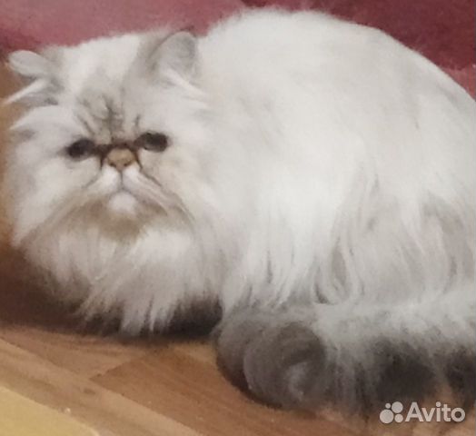 Кошечка