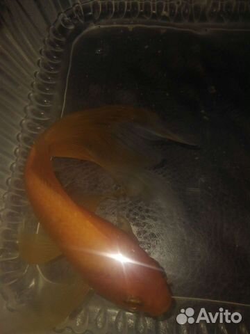 Золотая рыбка