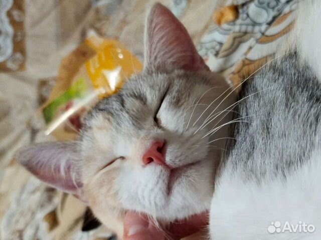 Отдам кошечку