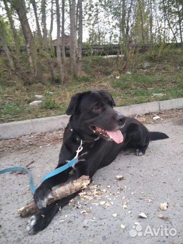 Вязка собак