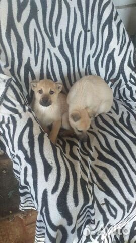 Мальчишки очаровашки 2 мес