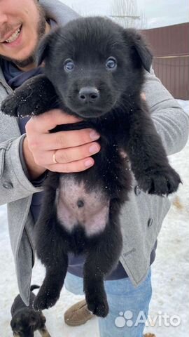 Животные